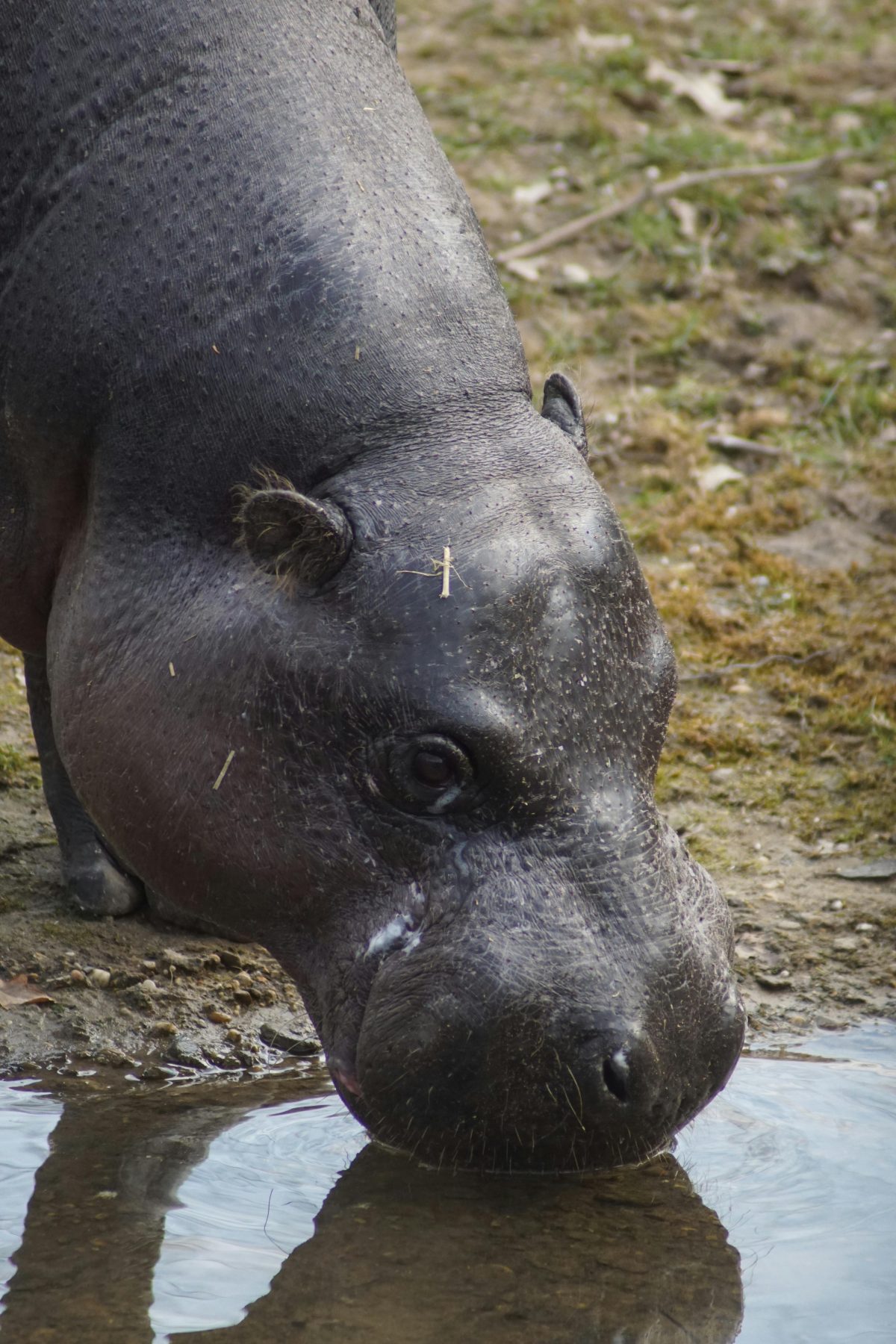 The World's Oldest Pygmy Hippo Just Celebrated A Record-Breaking ...