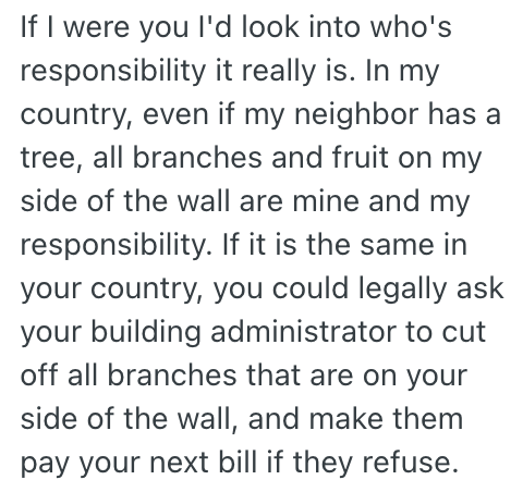 A Coconut Tree Keeps Dropping Fruit From A Neighbor’s Property, So They ...