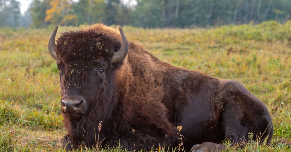 What's The Difference Between Buffalo vs. Bison, And Where Do They Come ...