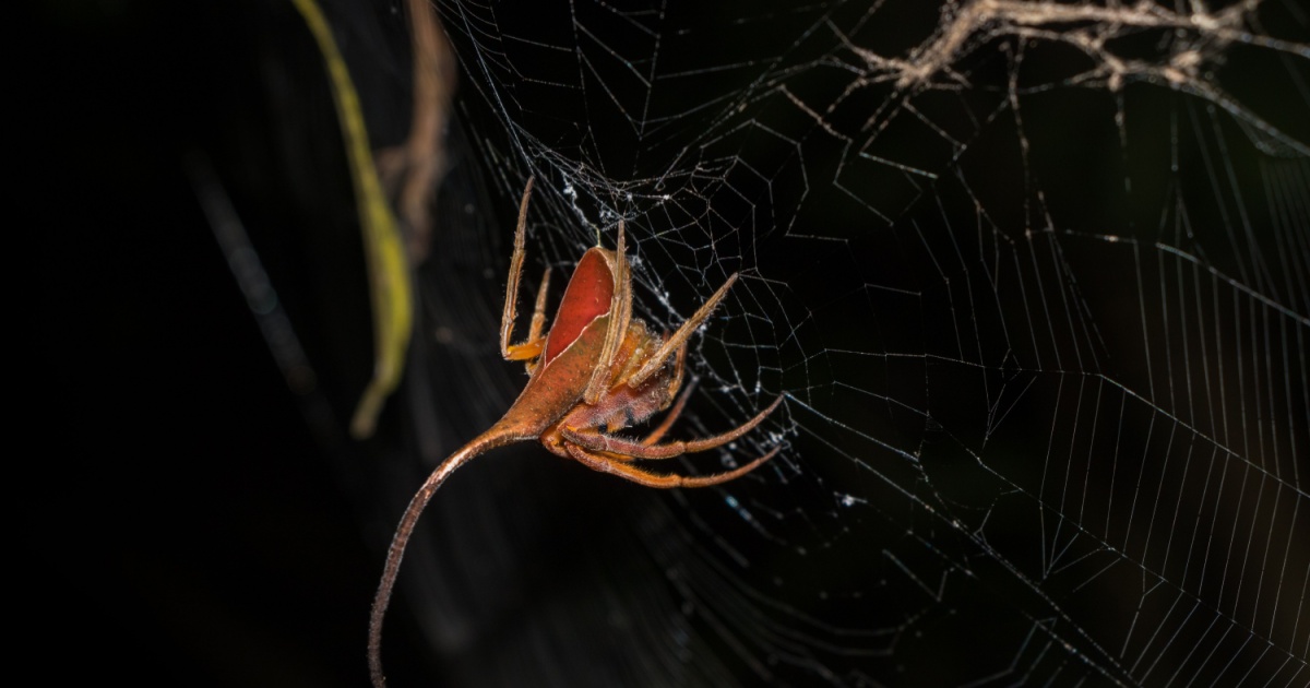 The Genus Of Spiders Known As Poltys Have Some Of The Most Remarkable ...