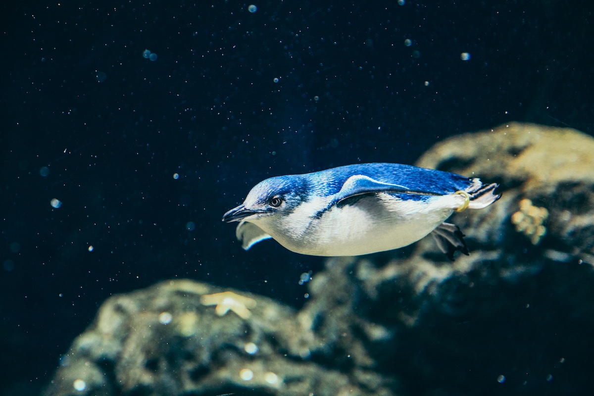 In Cincinnati Zoo's Roo Valley, Little Blue Penguin Lazzie Is ...