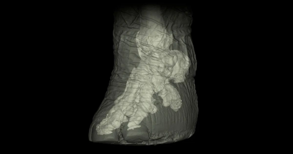 As Elephants Evolved To Live Entirely On Land, Their Feet Developed A ...