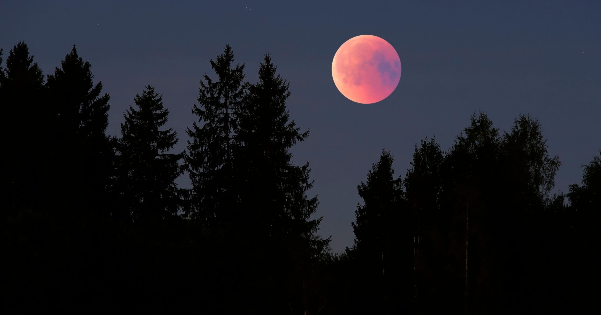 Extraordinary Claim That Trees May Be Able To Sense A Solar Eclipse Has ...