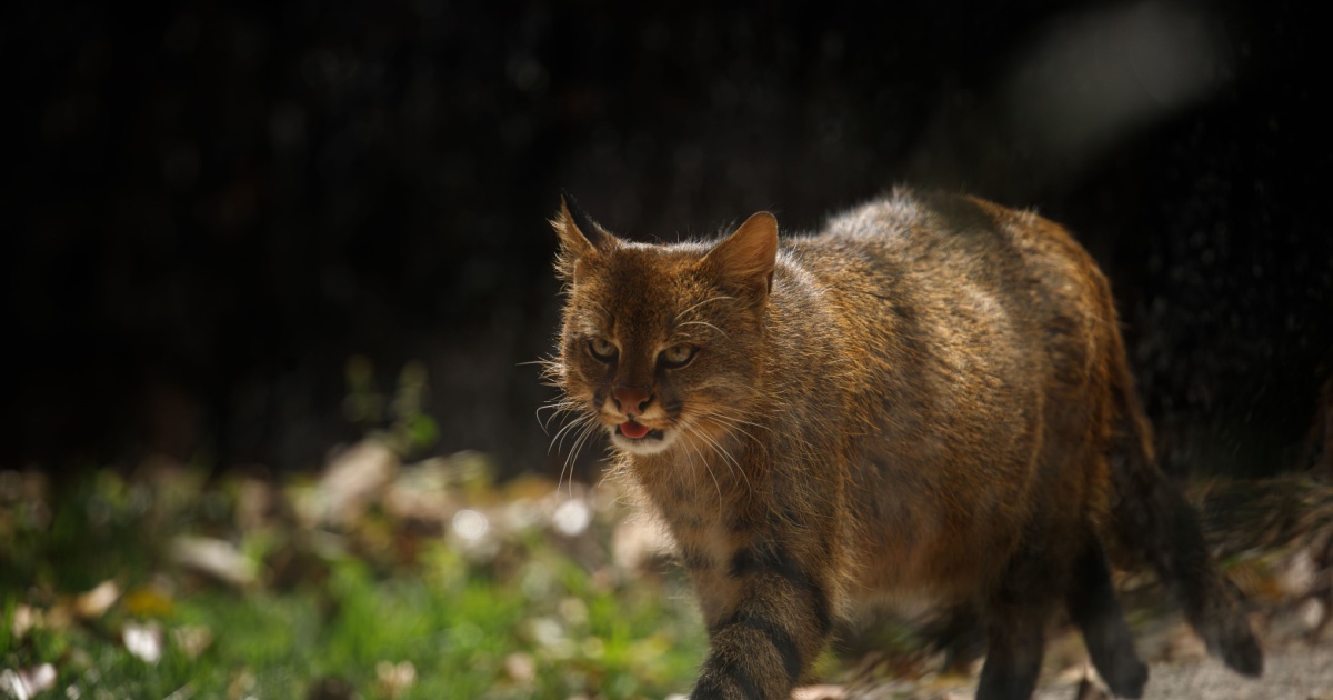 The Pampas Cat Is Native To South America, And While It May Be Smaller ...