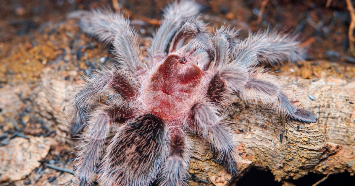 The Rose Hair Tarantula Is As Pretty As It Is Scary, But For Spider ...