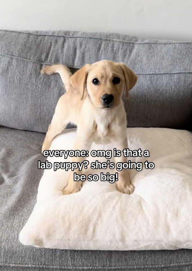 A Couple Thought Their Labrador Puppy Was Going To Get Huge, But She’s ...