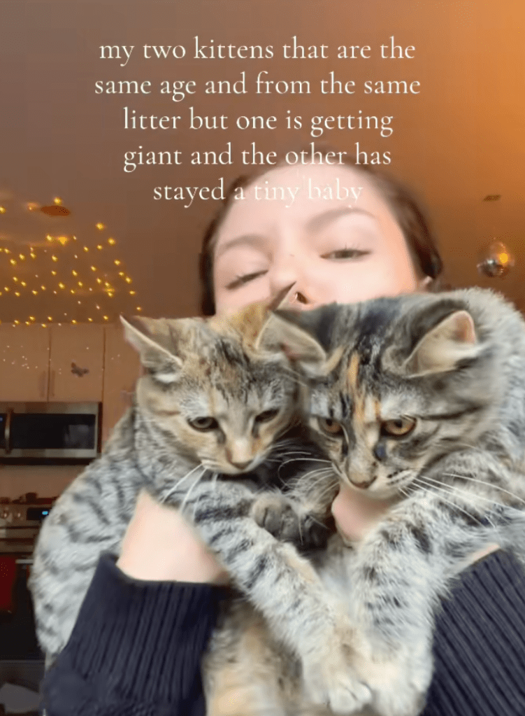 An Owner Who Adopted Two Cats Was Surprised At How Her Pets Grew So ...