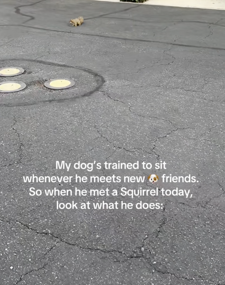 A Well-Trained Dog Took A Polite Seat When He Encountered A Squirrel ...