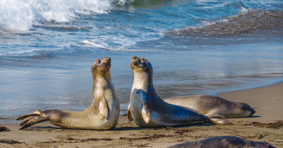 Seals Are Fun And Playful Creatures, And One Of Their Cutest Behaviors ...