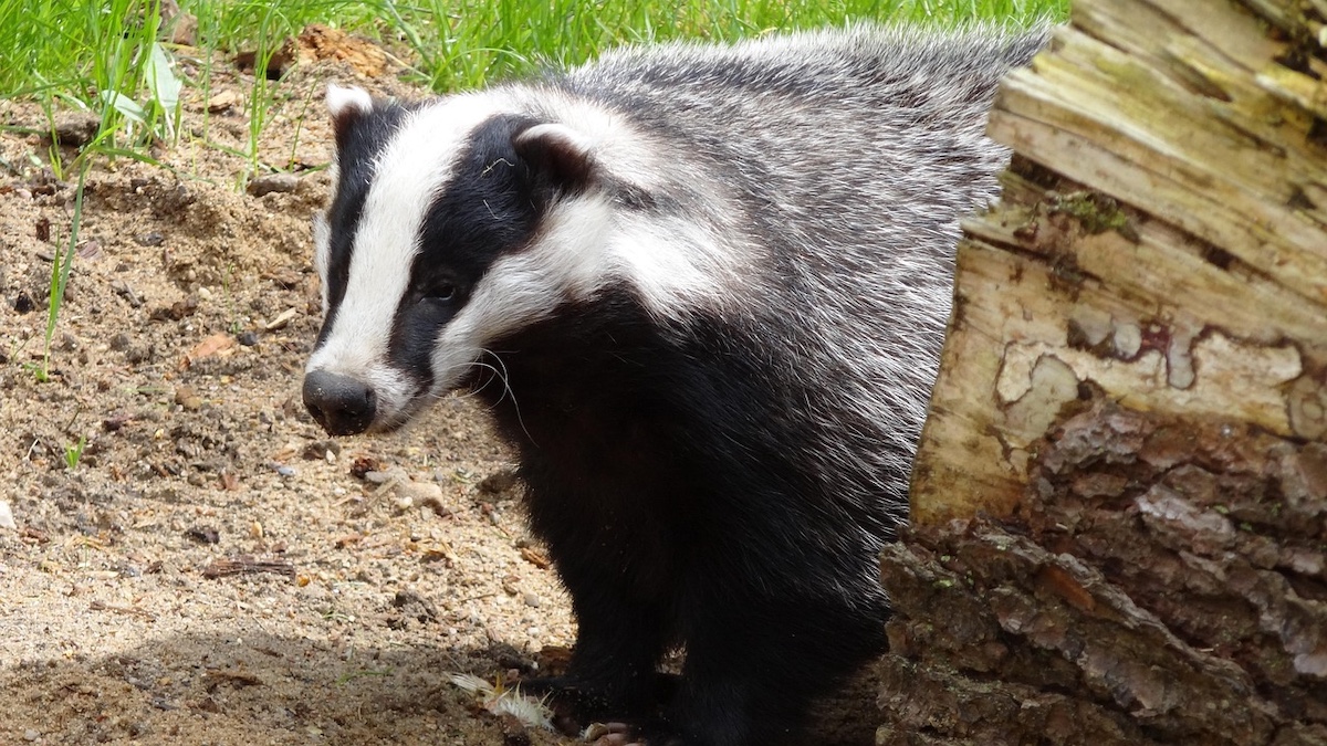 The Honey Badger Is Nature's Most Unassuming Looking Fearsome Predator ...