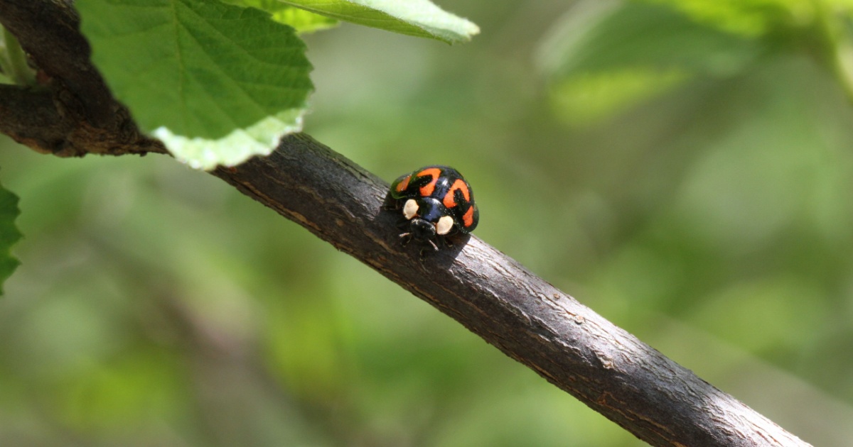 University Student Finds New Species Of Lady Bug Insects On Trees Right ...