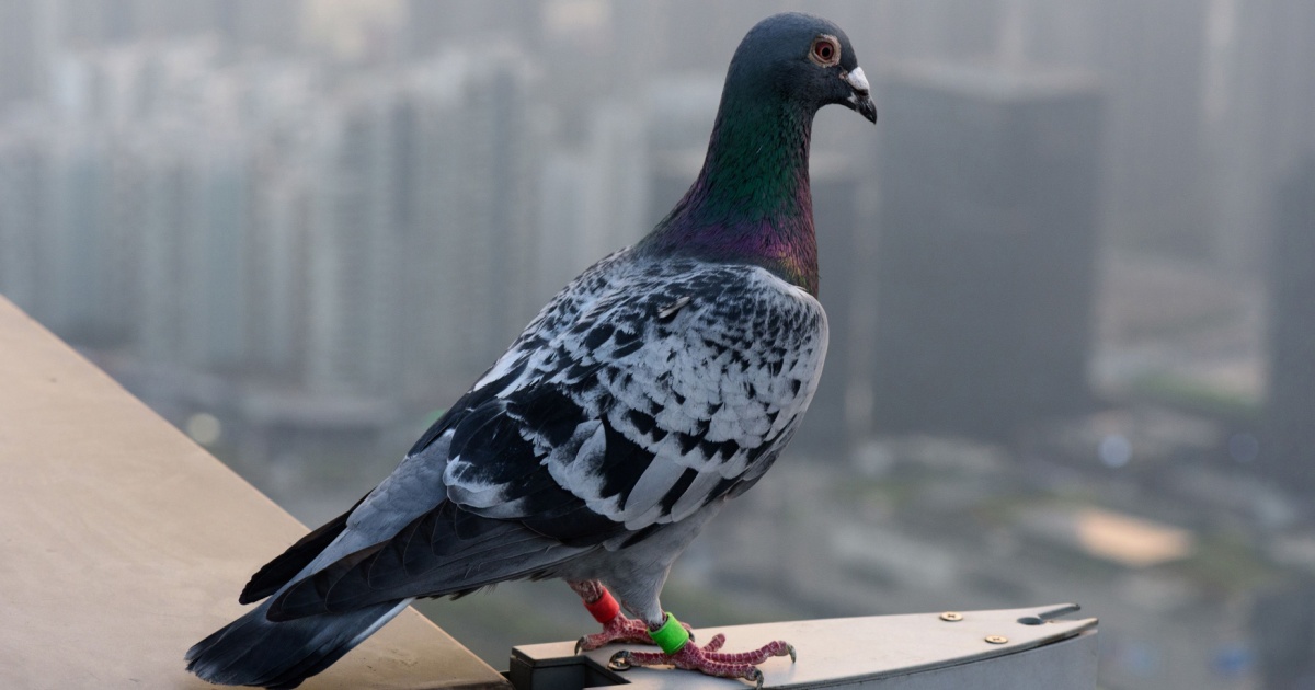In 1982 A Carrier Pigeon Skeleton Was Found In A Chimney, Still ...