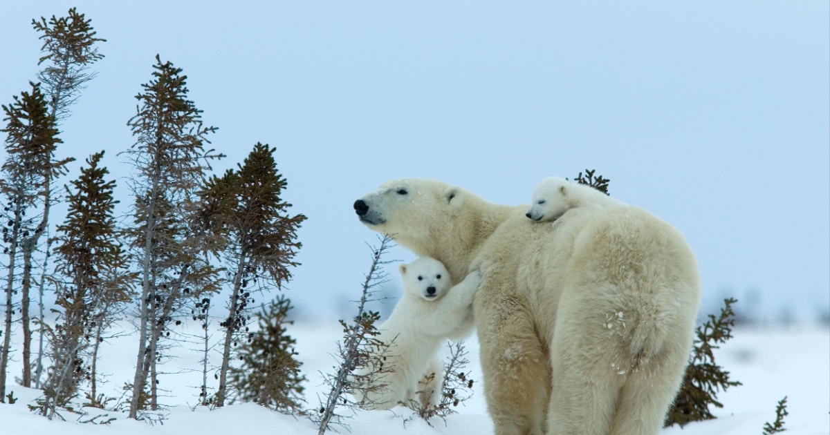 Remarkable Young Polar Bear Mother Adopts Another Polar Bear Cub, A ...