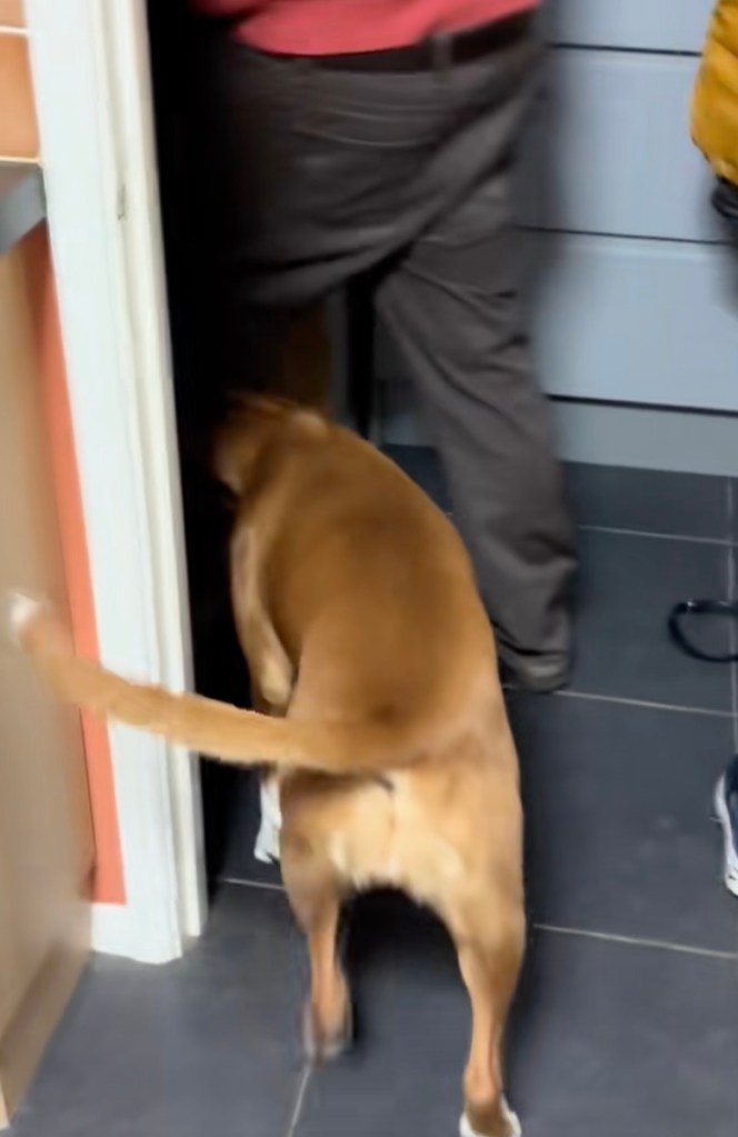 A Dog Showed Off Her Empty Food Bowl So She Could Get A Treat ...