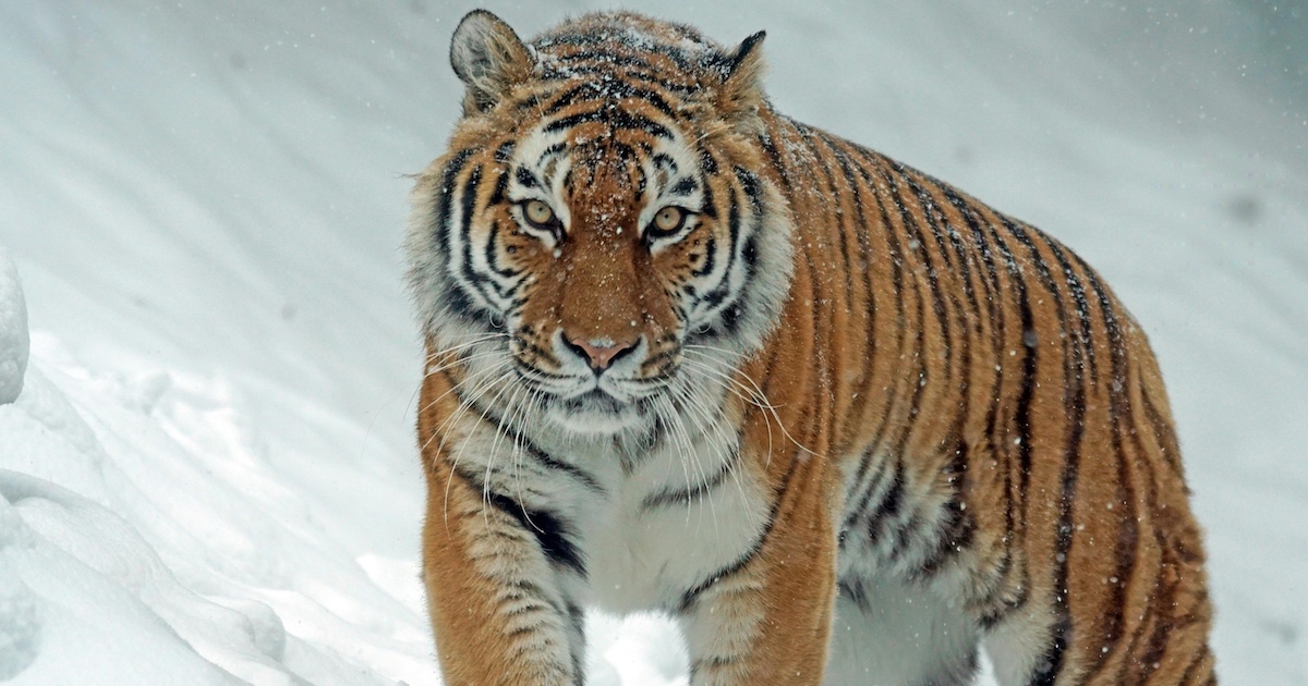 Large-Scale Reforestation Projects Will Soon Bring The Tiger Back To ...
