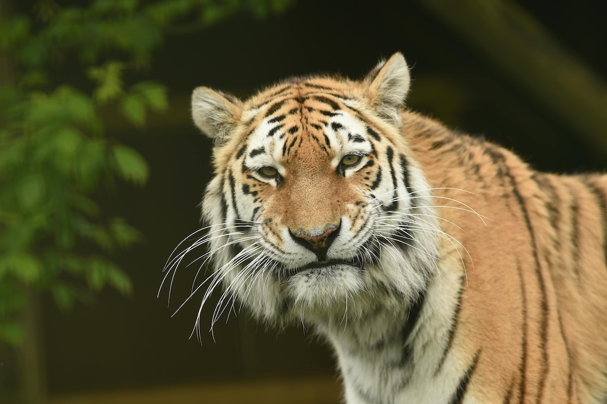Large-Scale Reforestation Projects Will Soon Bring The Tiger Back To ...