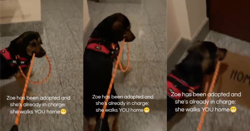 A Routine Vet Expense Turns Into a Shocking Discovery About a Dog’s ...