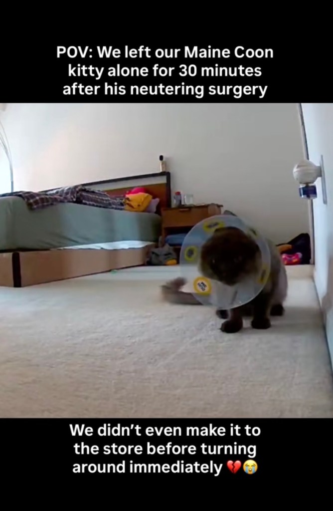 Couple Turns Car Around After Seeing Their Cat’s Behavior on Pet Camera ...